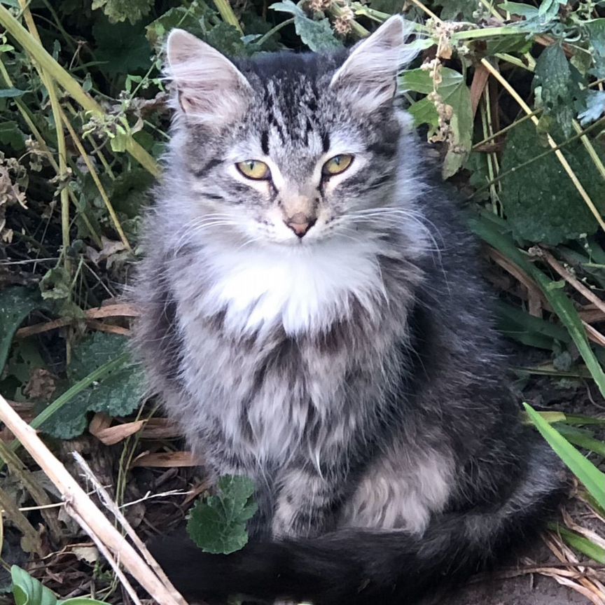 Котята красавцы