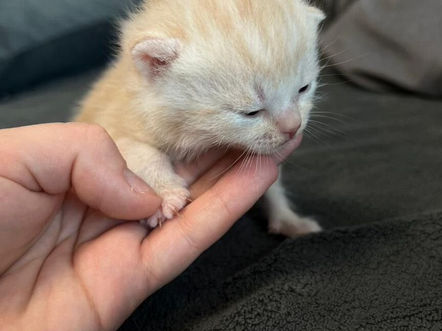 Британские котята