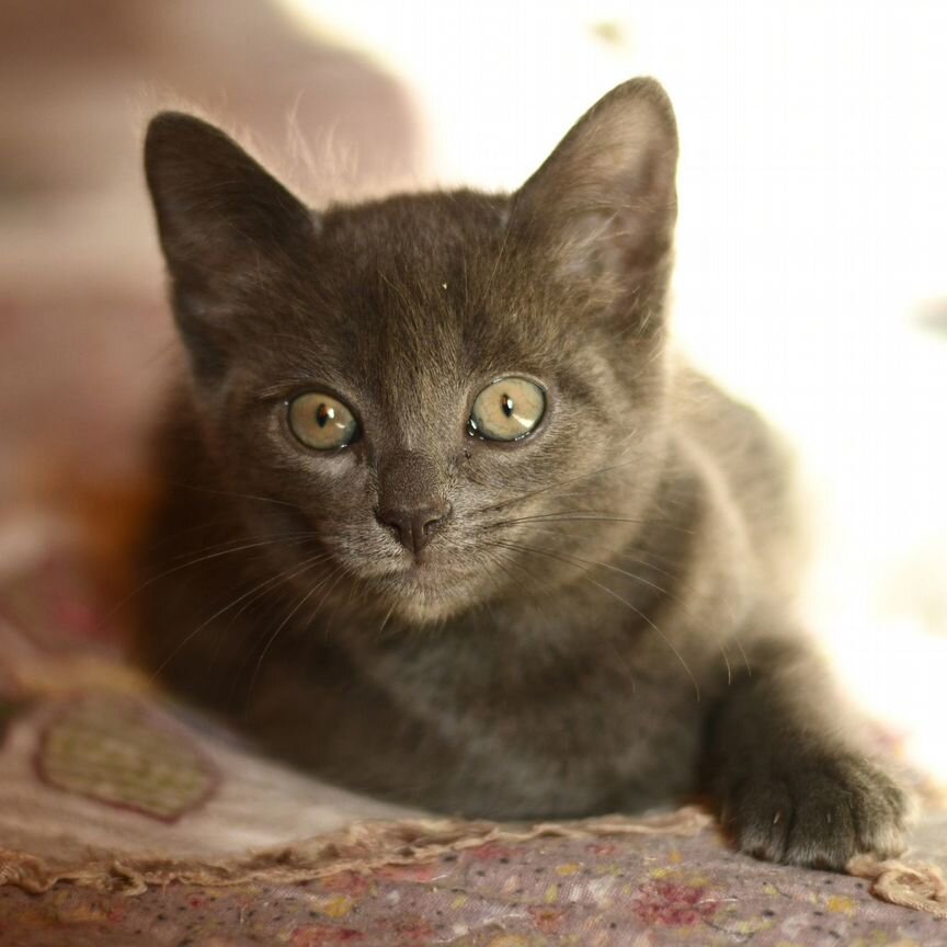 Котенок Смоки ищет семью