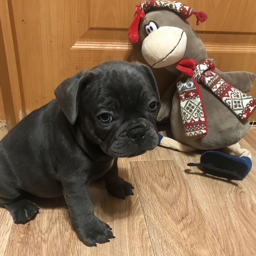 Французский бульдог, щенок