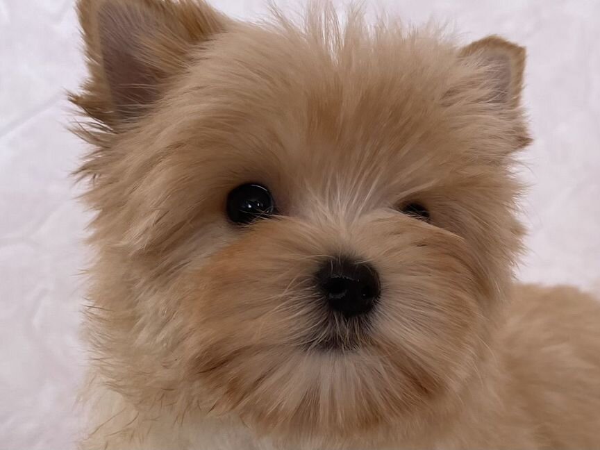 Маленький йорк