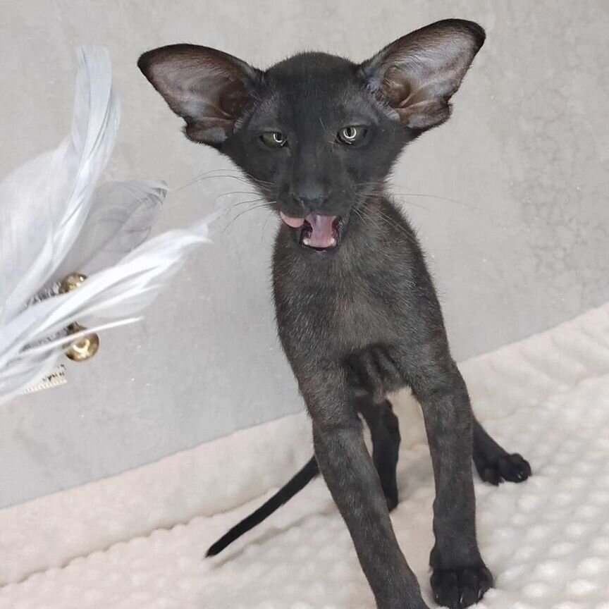 Ориентальный котёнок