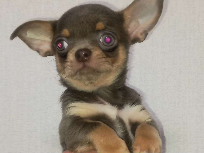 Цветное ассорти чихуахуа