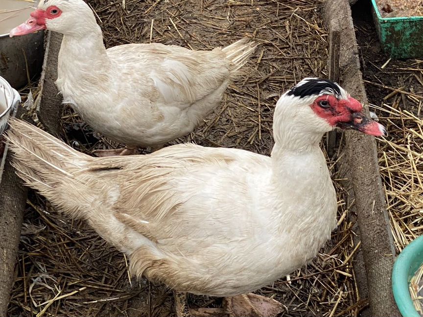 Индоутки белые