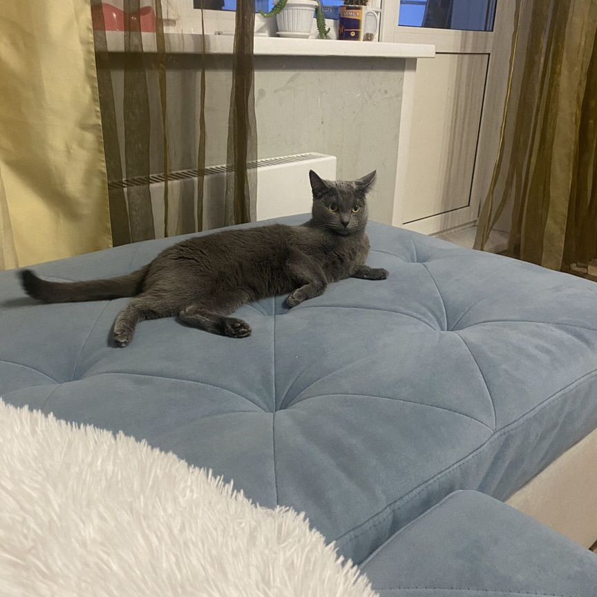 Кошка