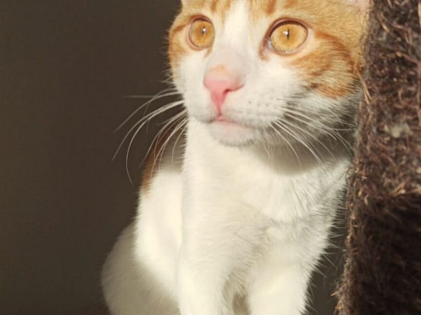 Котик
