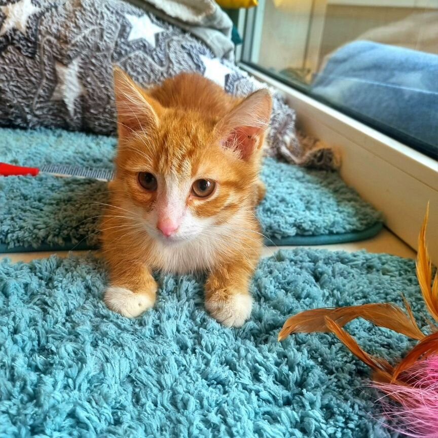 Котенок