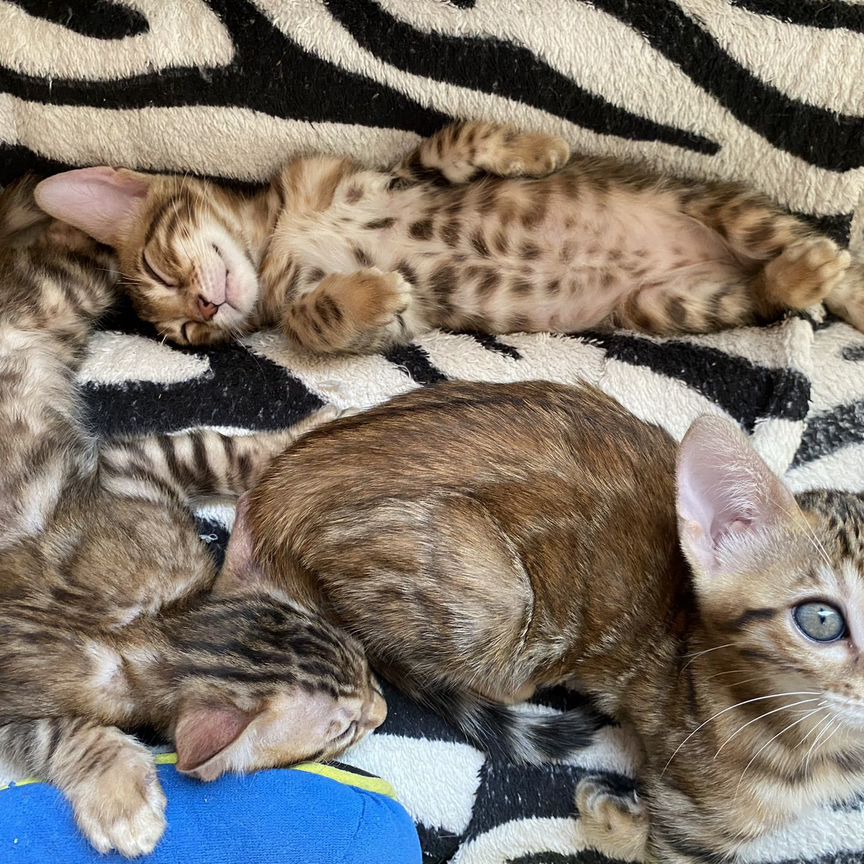 Бенгальские котята