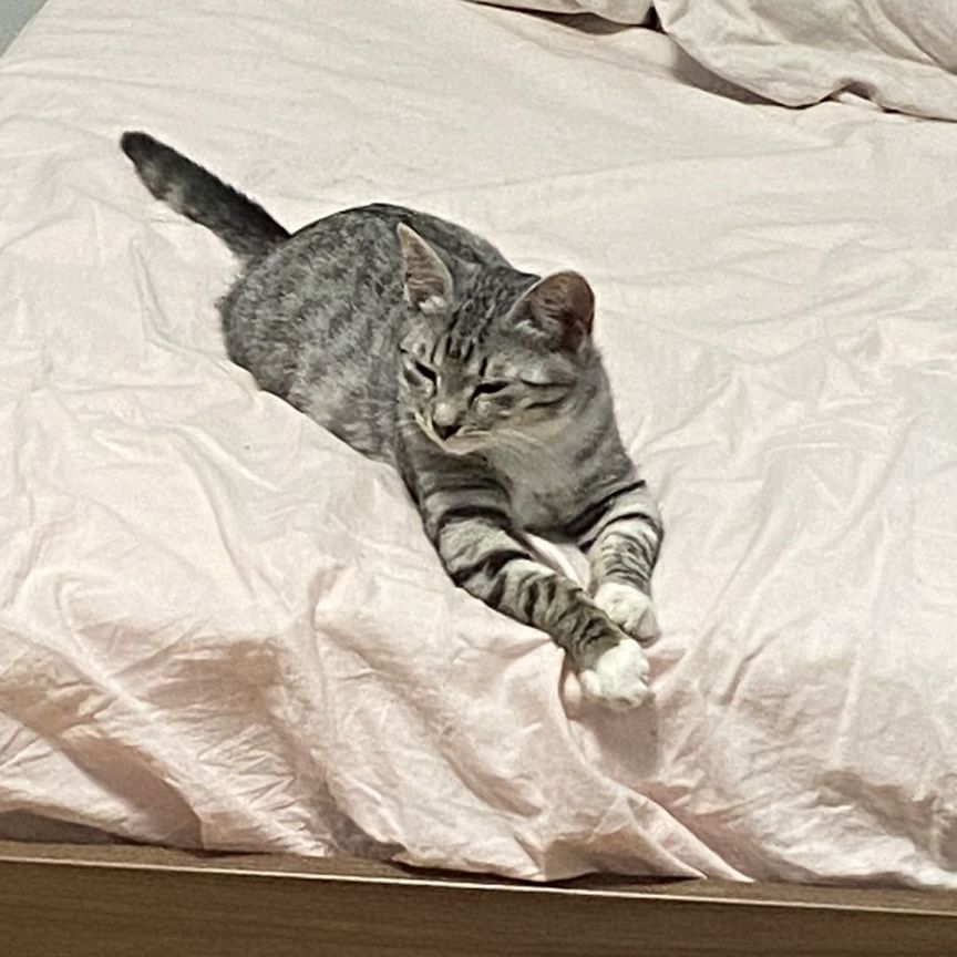 Роскошная принцесса в добрые руки