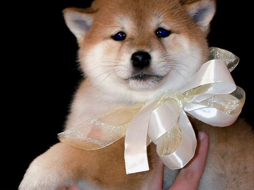 Сиба ину лучший подарок для семьи