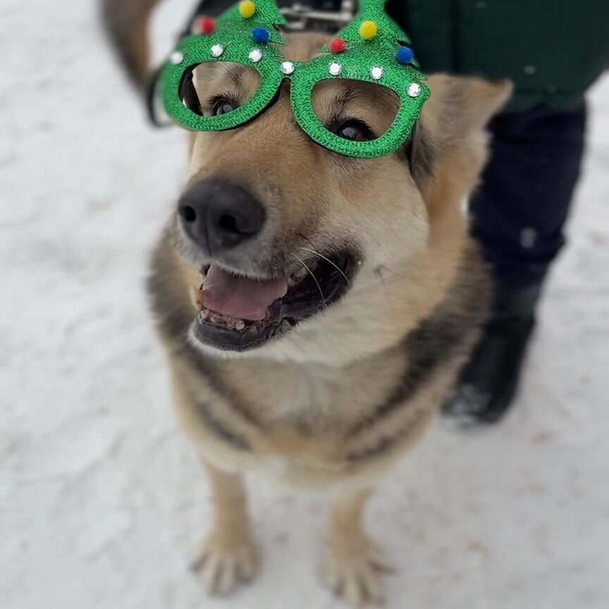 Прекрасный Джем ждет чуда