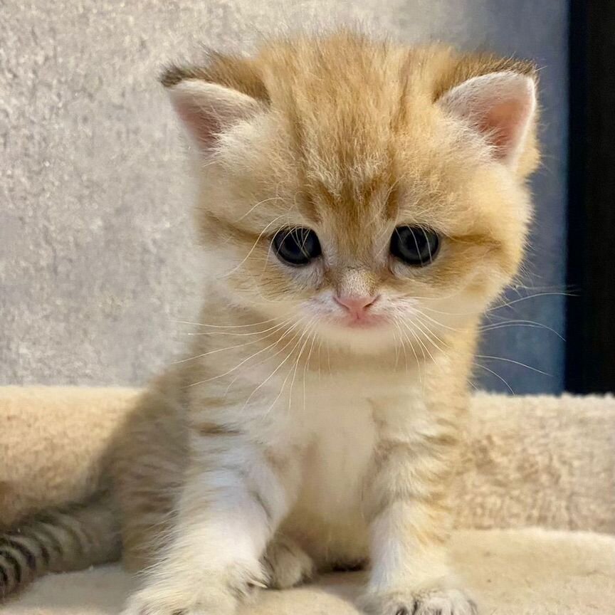 Котята породы шиншилла