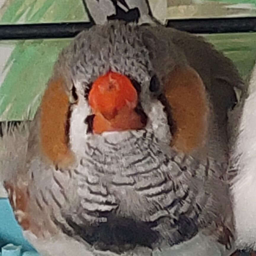 Зебровые амадины птенцы