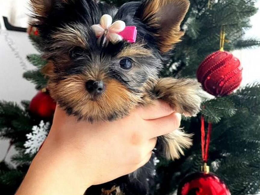 Йоркширский терьер