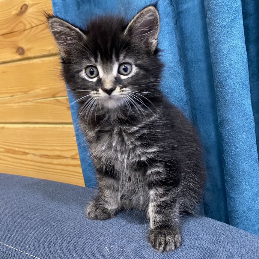 Мейн-кун котёнок