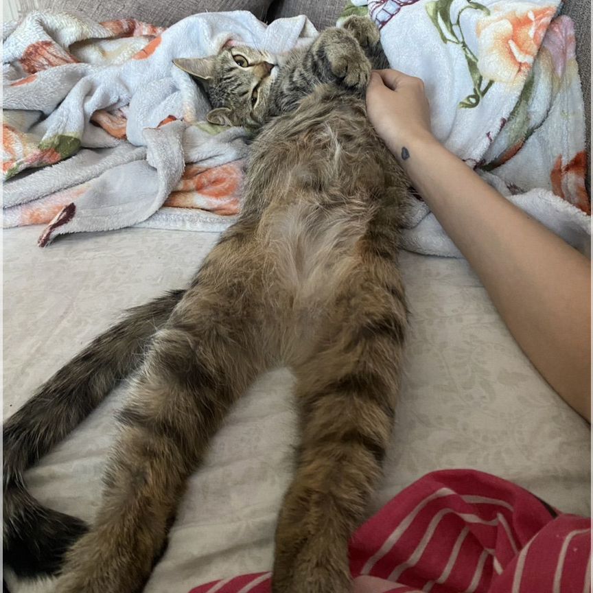 Кошка в дар