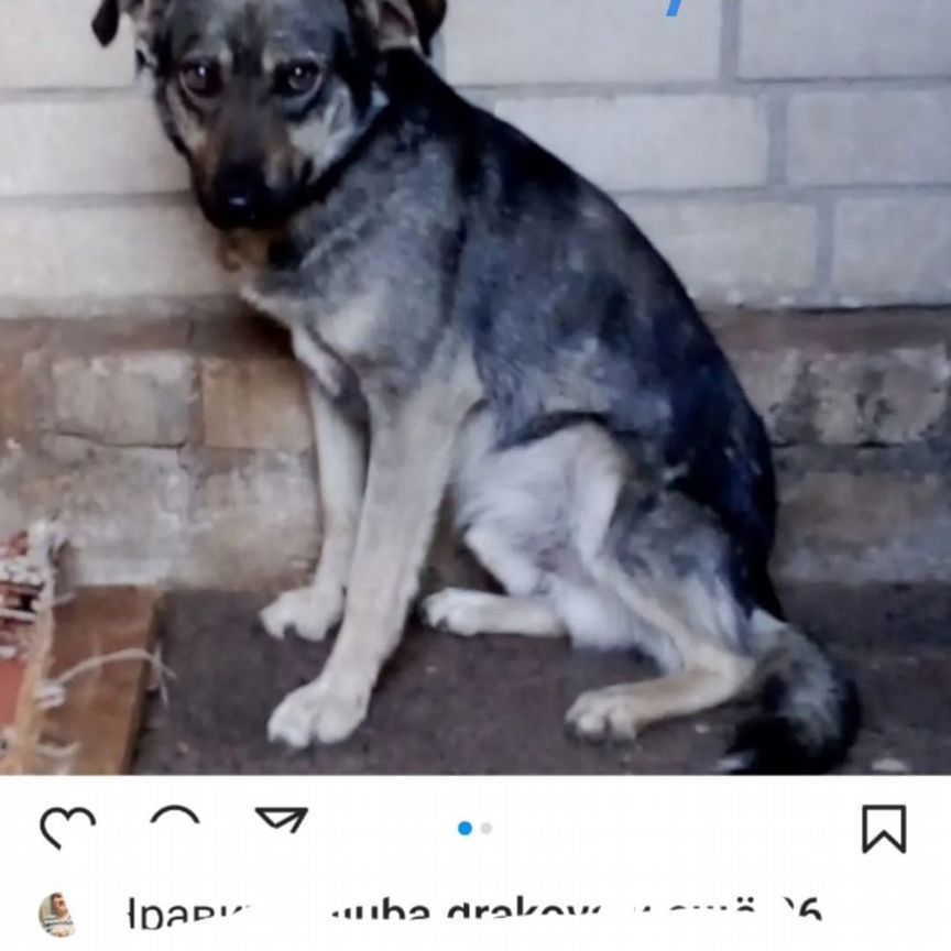 Собака попала в отлов
