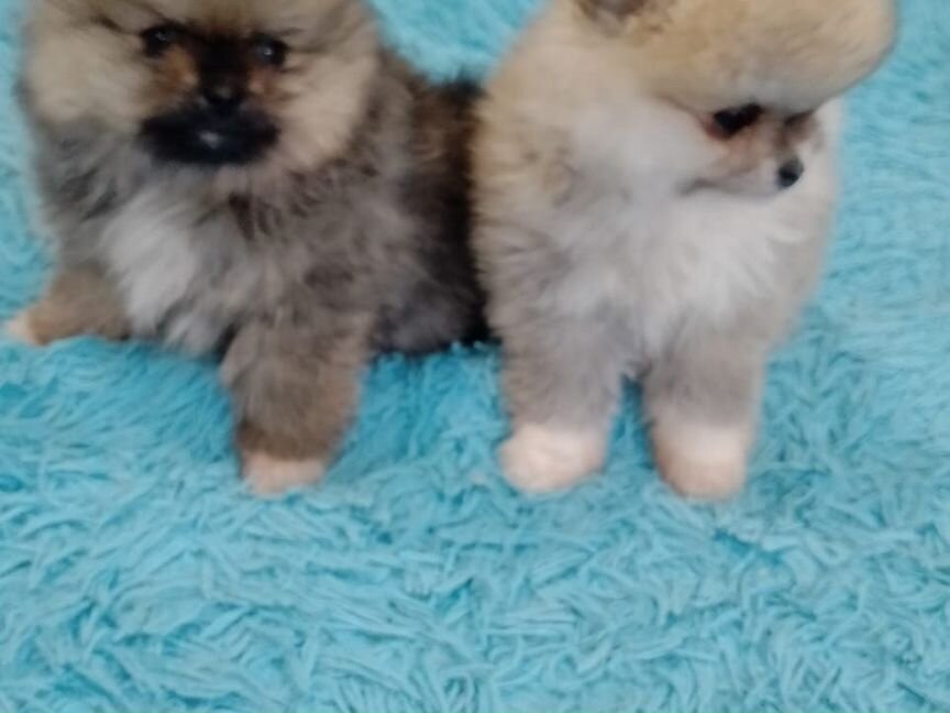 С Р О Ч Н О Шпиц микро мини девочка и мальчик