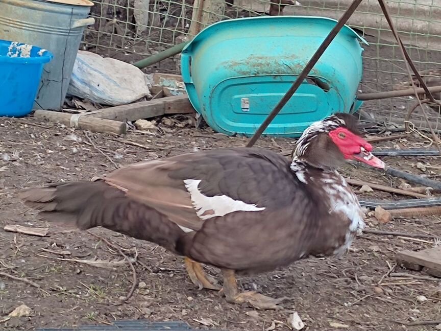 Индоутка Красный бык