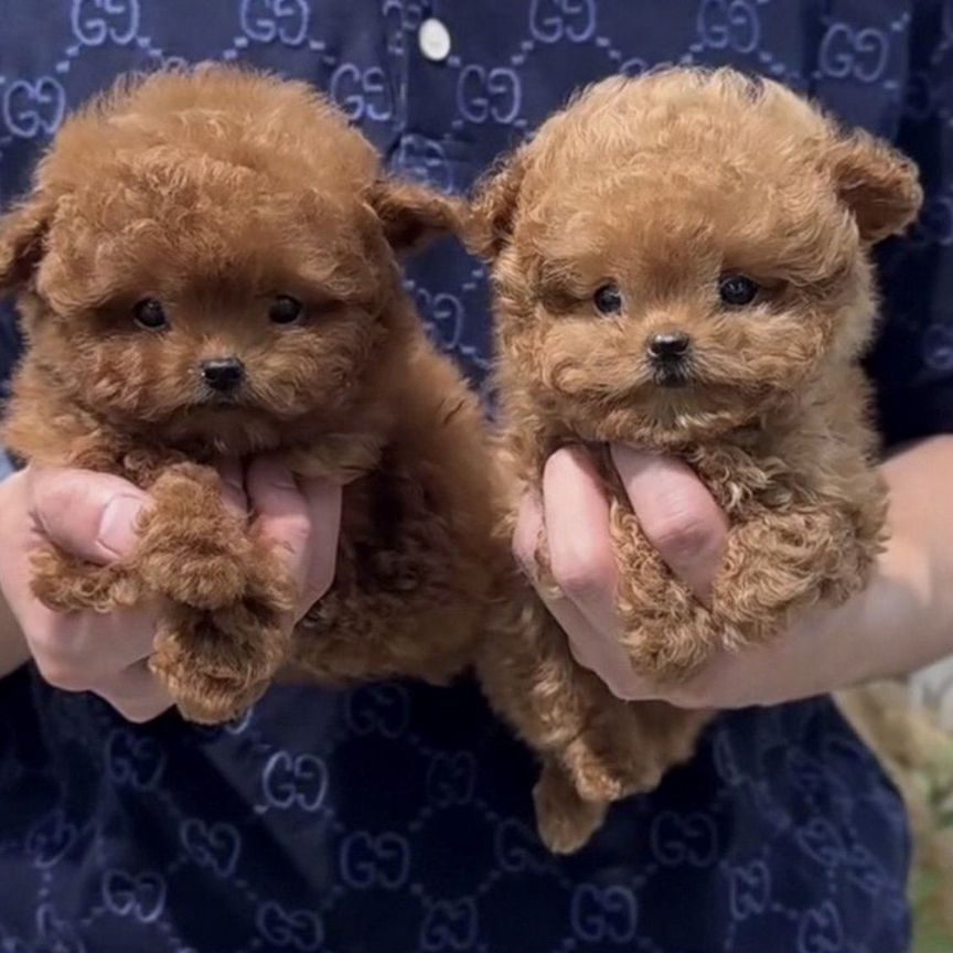 Мальтипу, щенок