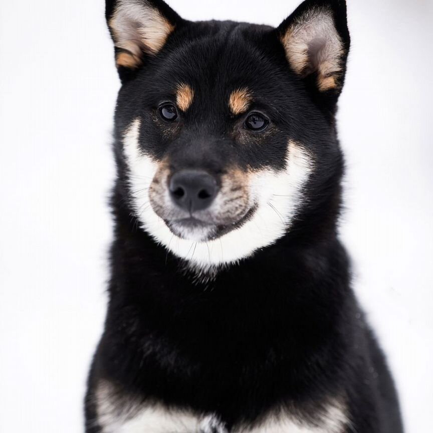 Щенки сиба шиба ину