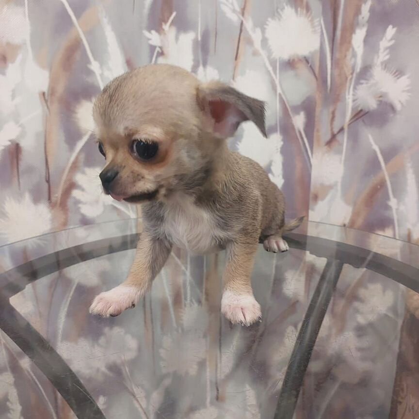 Чихуахуа, щенок