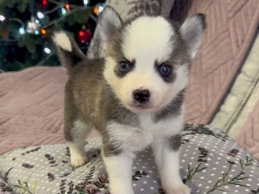 Очаровашка-Помски