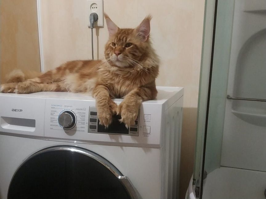 Продам кошечку мэй кун 1.5 месяца