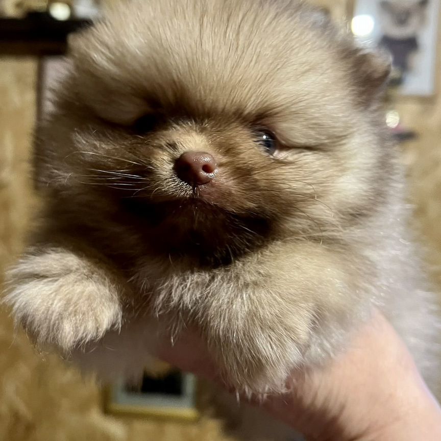 Щенки померанского шпица