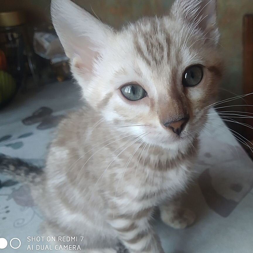 Бенгальские котята
