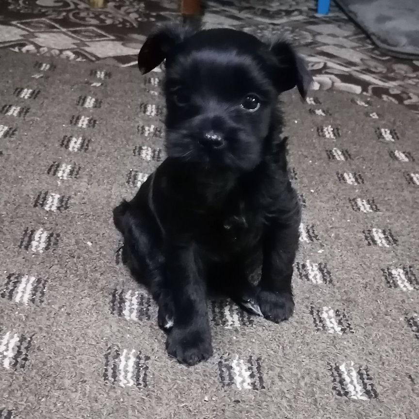 Щенок в добрые руки