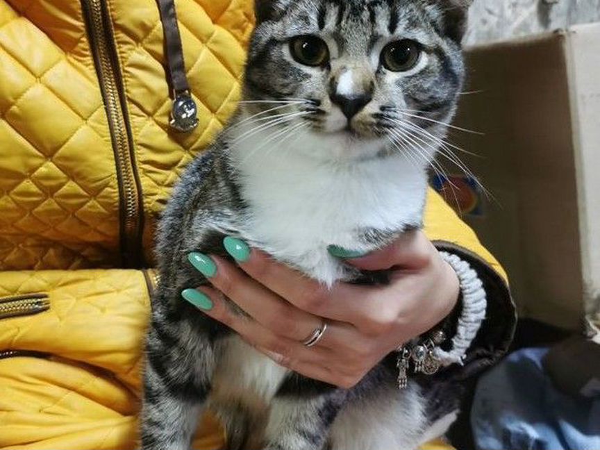 Котёнок Челси, 7 месяцев, в добрые руки