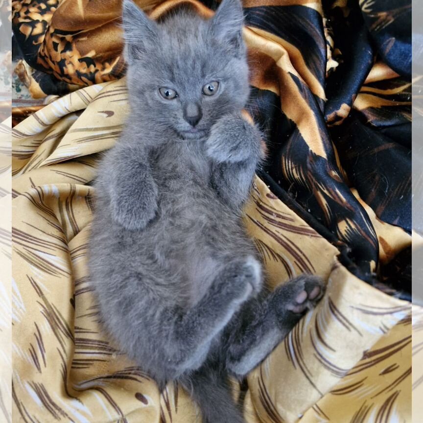 Русский голубой котёнок