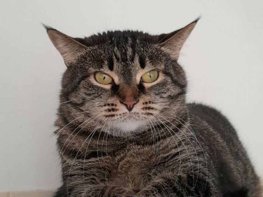 Славная кошечка ищет добрых хозяев