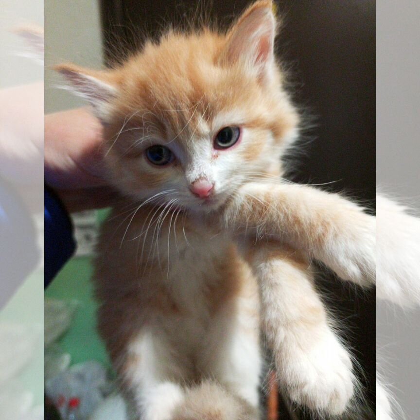 Сибирский котёнок