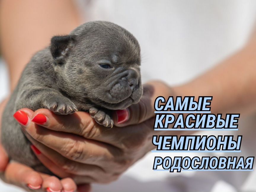 Французский бульдог голубой