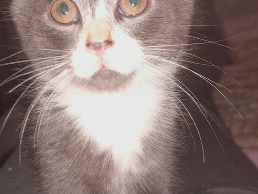 Котенок ищет добрые ручки