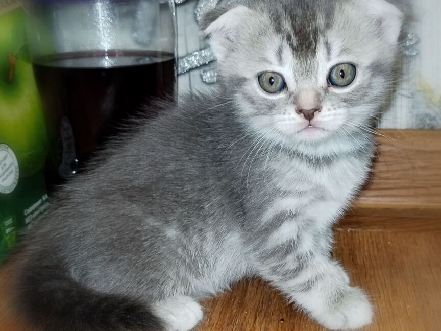 Шотландская