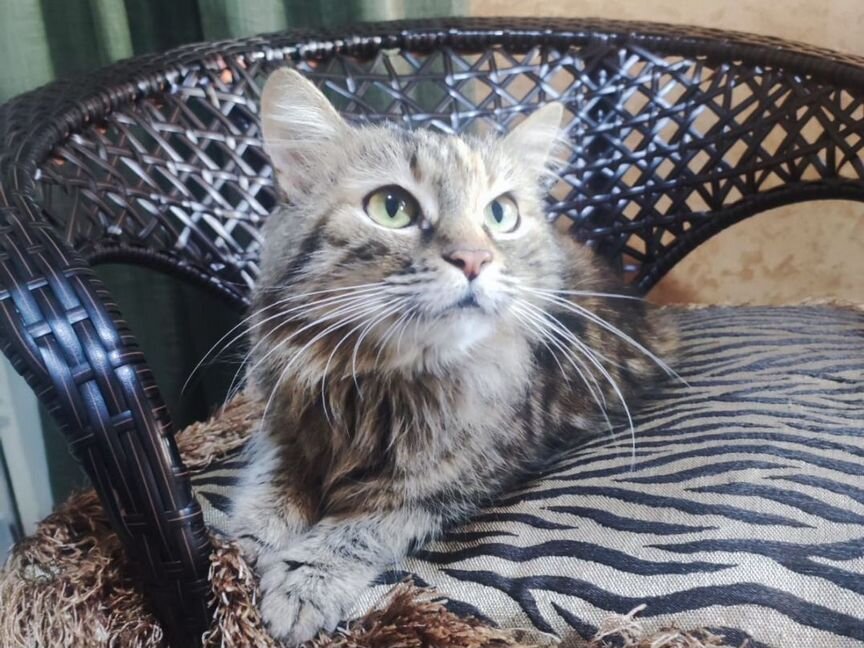 Анфиса с приюта