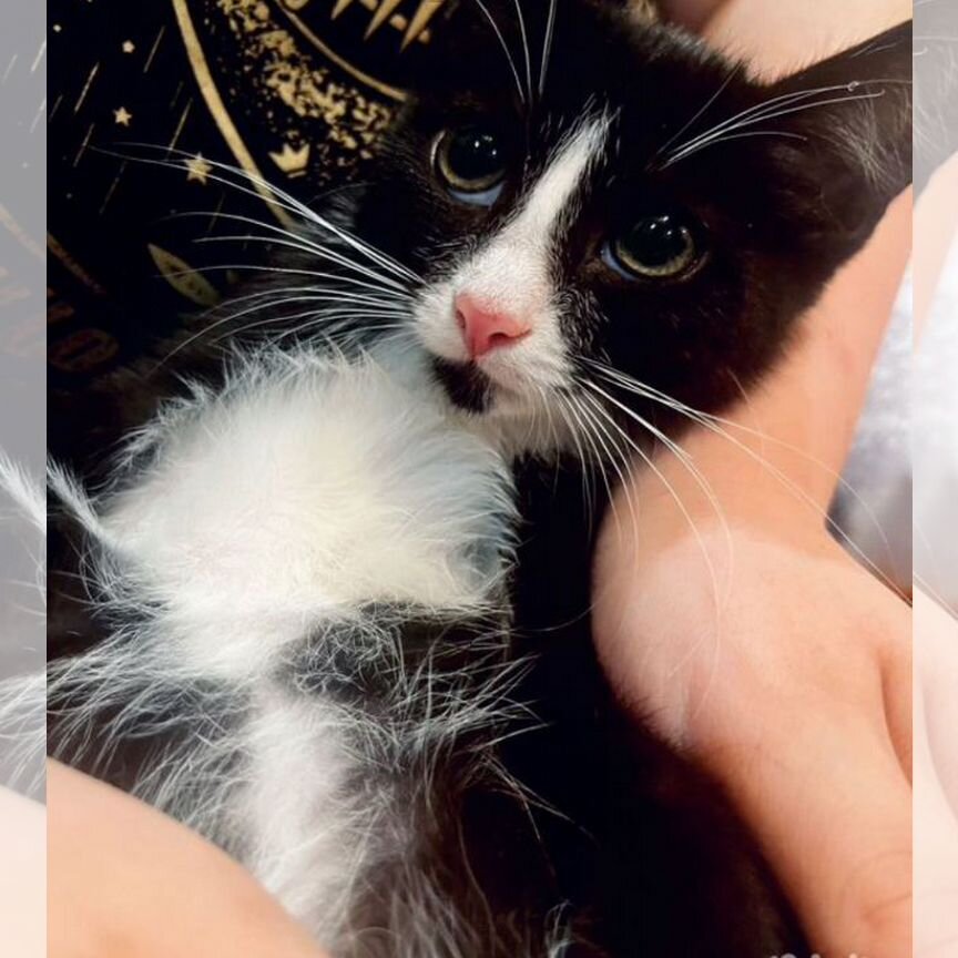 Котёнок в добрые руки