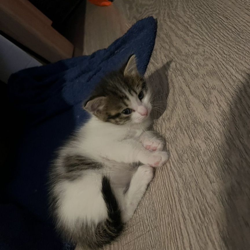 Котёнок в добрые руки