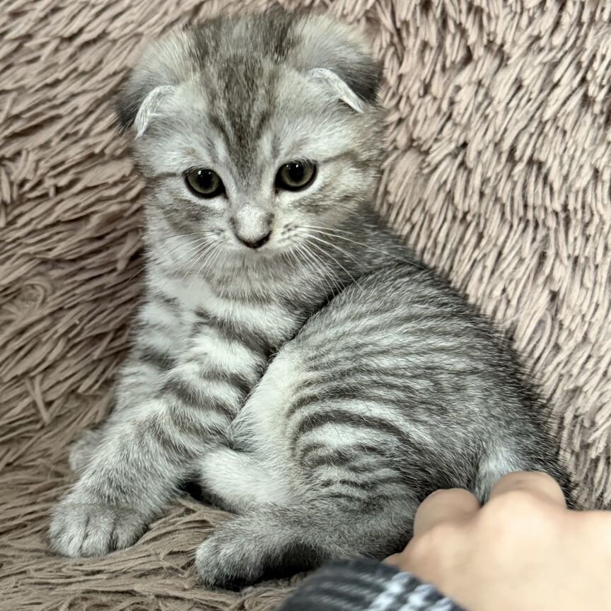 Шотландский вислоухий короткошёрстный котёнок