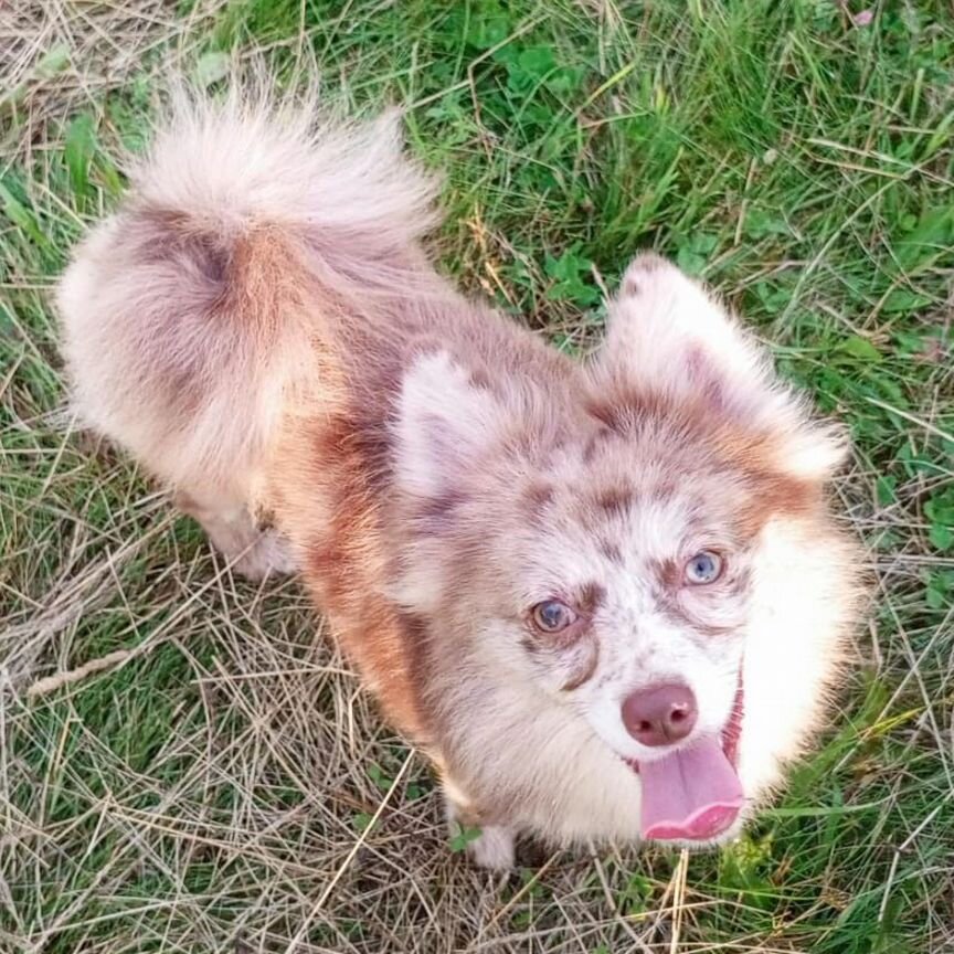 Взрослая собака в добрые руки