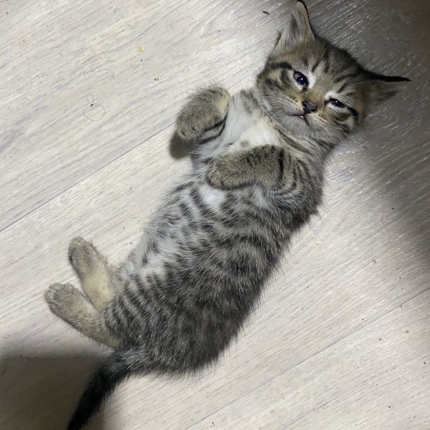 Отдам котят