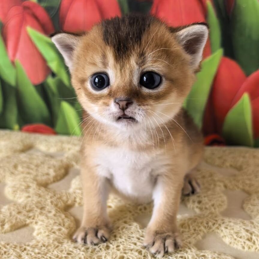 Британский короткошёрстный котёнок