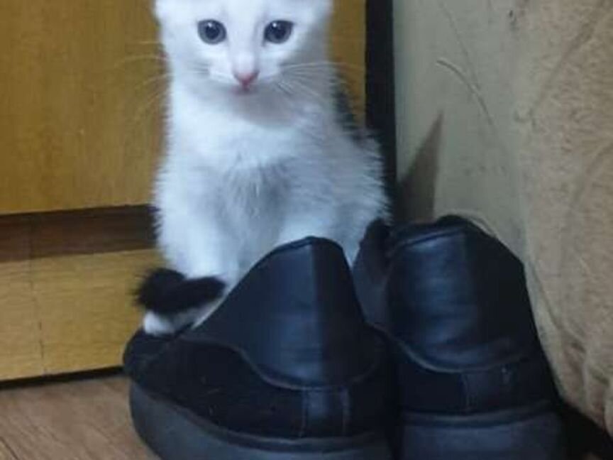 Отдам котенка в добрые руки
