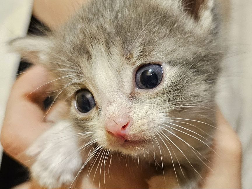 Котята 1мес