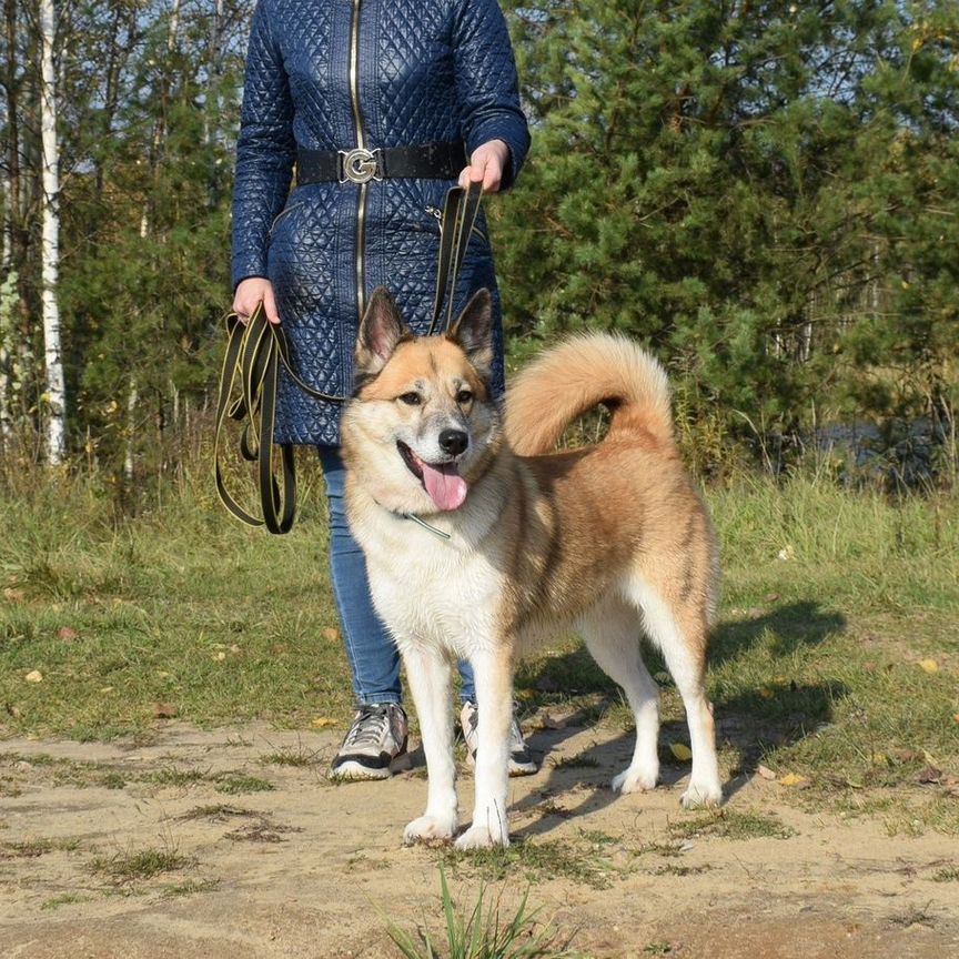 Собака в добрые руки