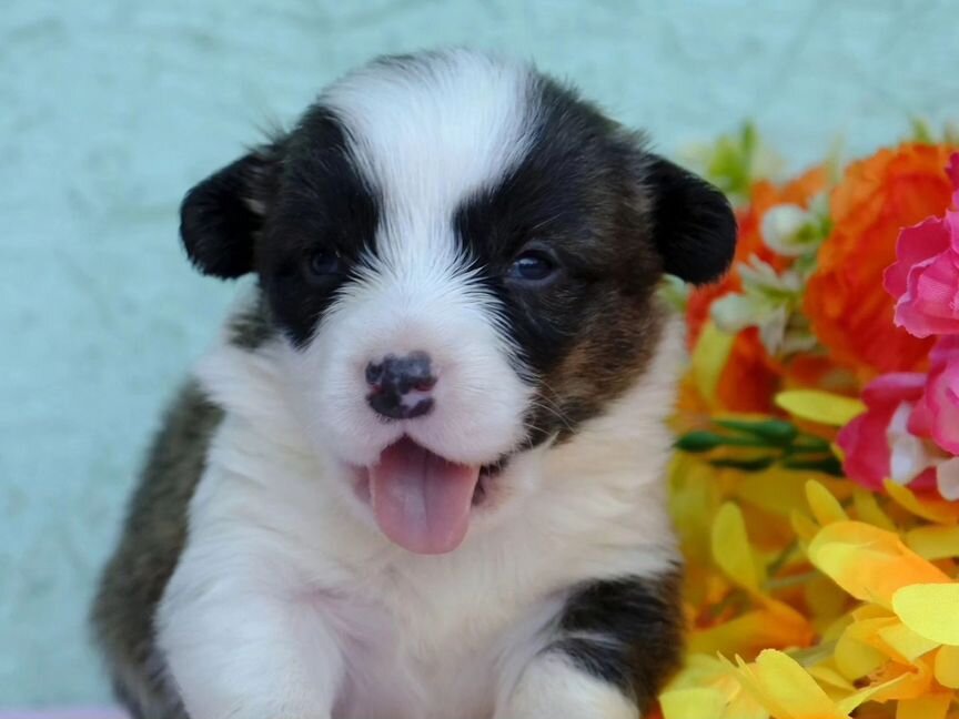 Вельш корги кардиган щенки продаются