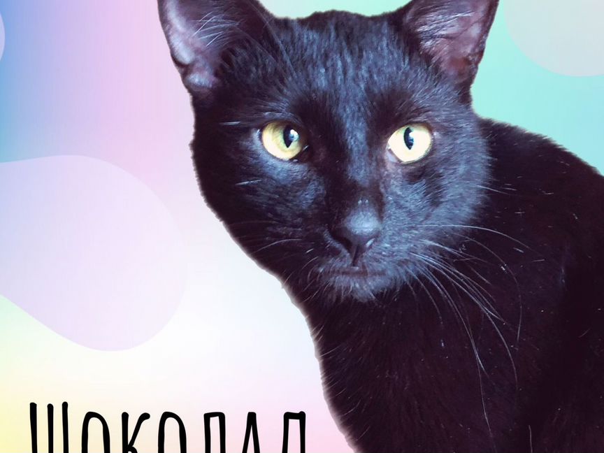 Кошка в дар